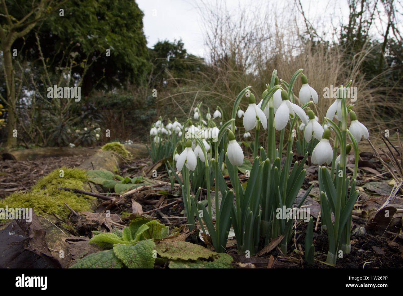 Clumps of snowdrops growing in a woodland border Stock Photo - Alamy