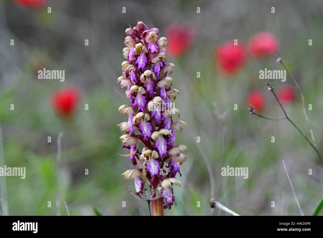 Nafplio, Greece, 15th March 2017.A orchid species Himantoglossum ...