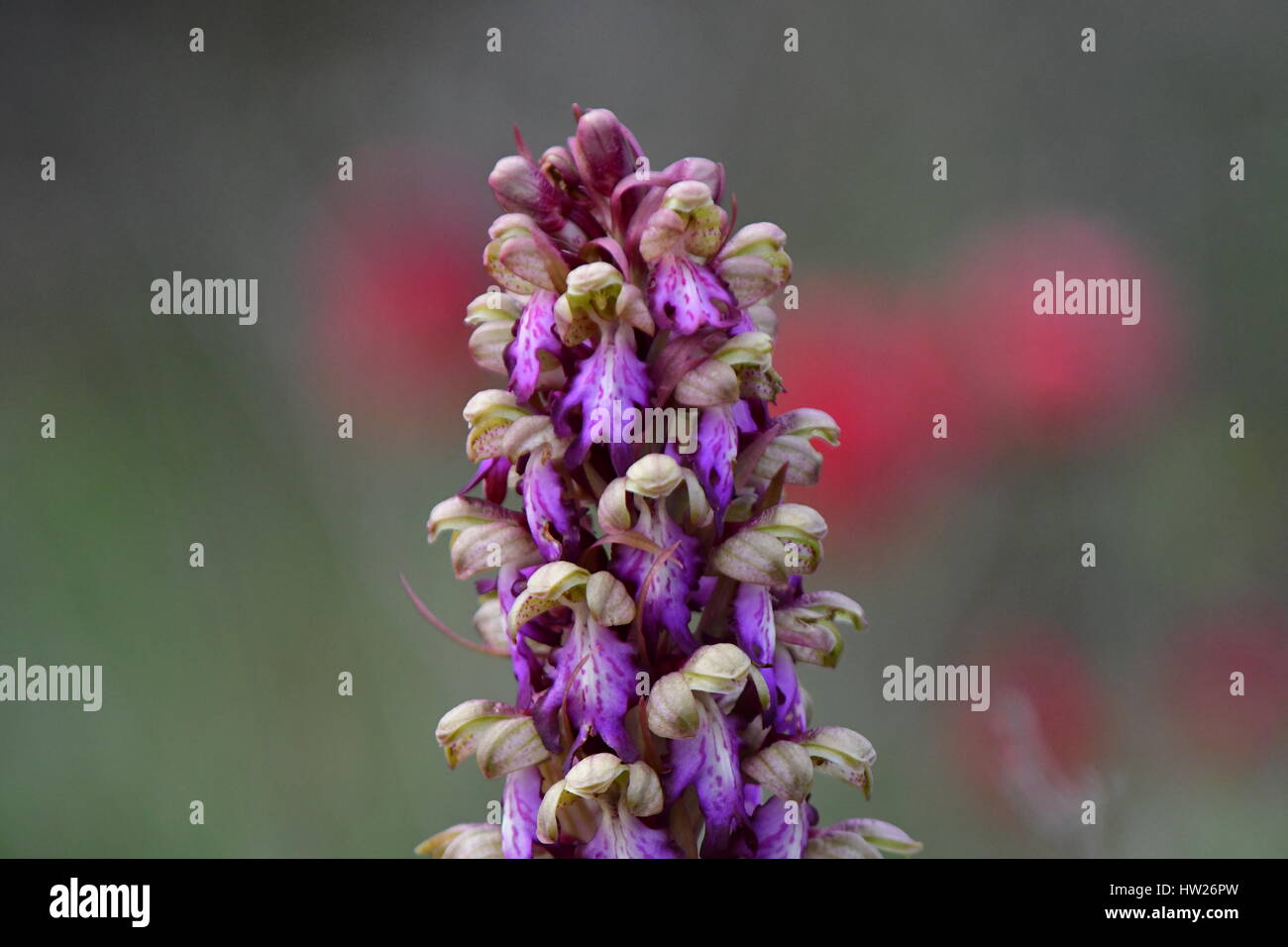 Nafplio, Greece, 15th March 2017.A orchid species Himantoglossum ...