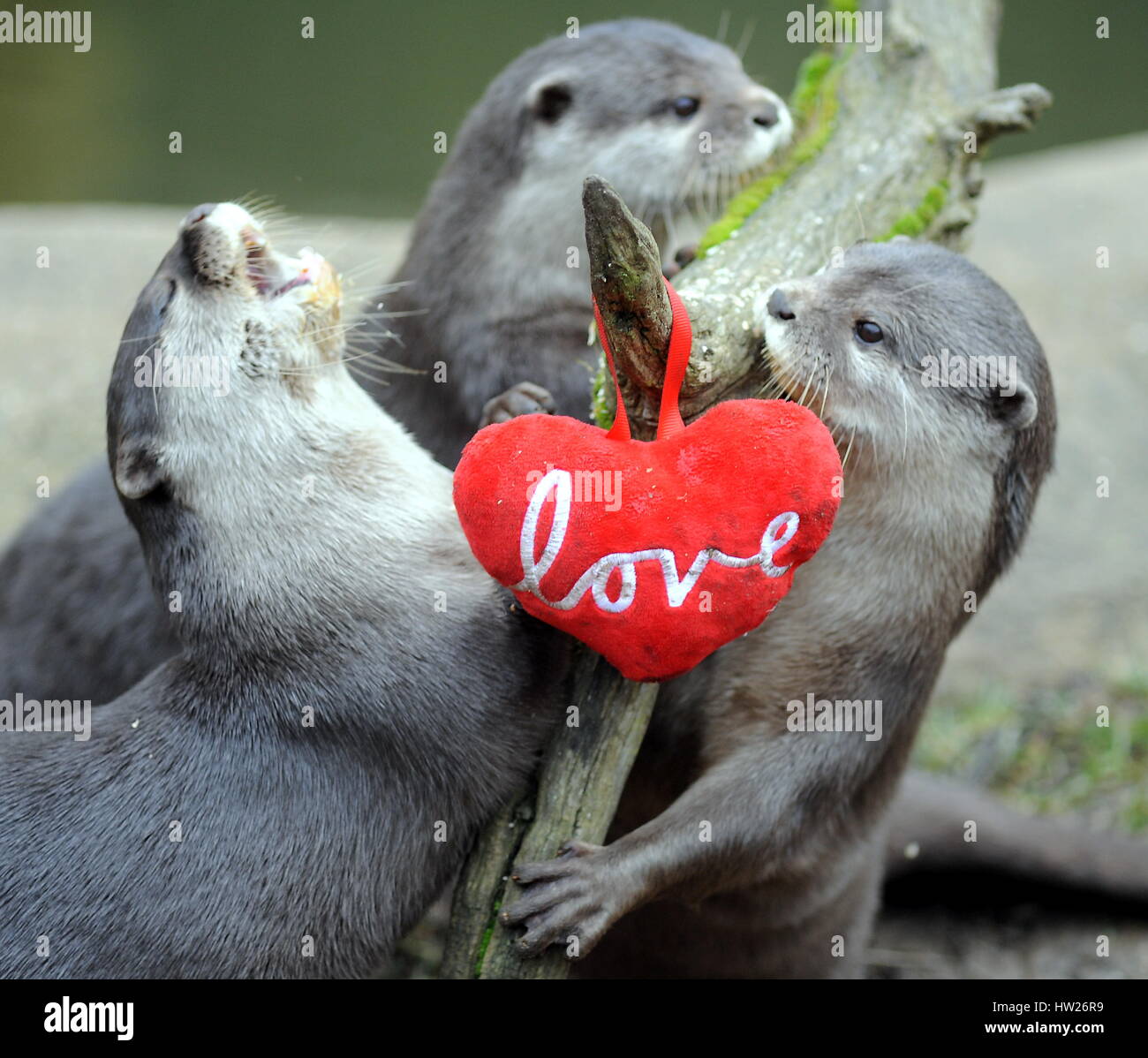 Otters play with a Valentines heart at the Cotswold Wildlife Park in ...
