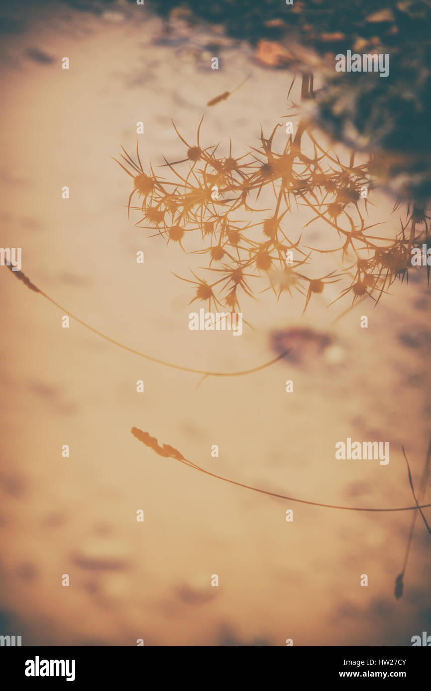 Golden nature abstract background Stock Photo - Alamy