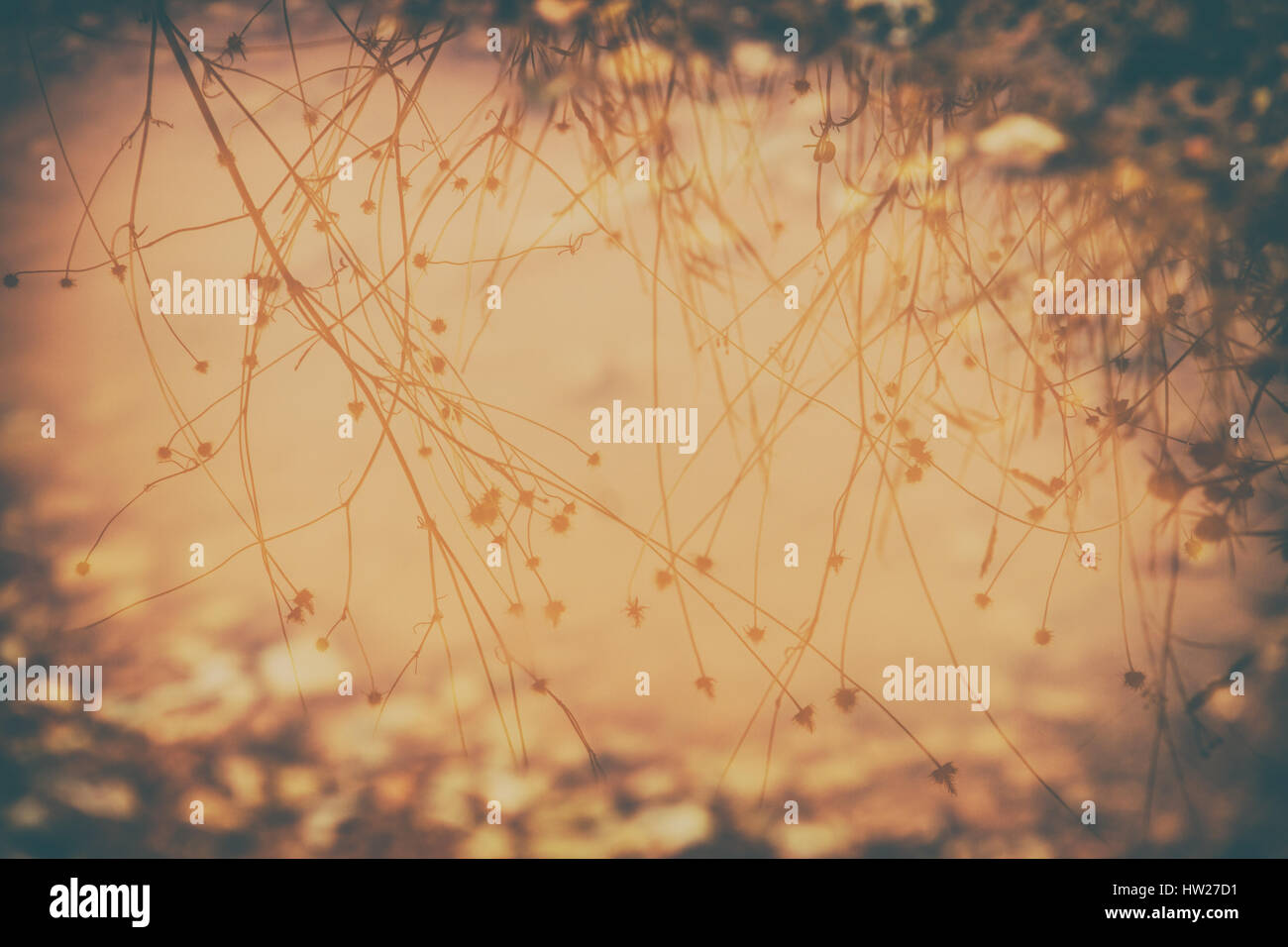 Golden nature abstract background Stock Photo - Alamy