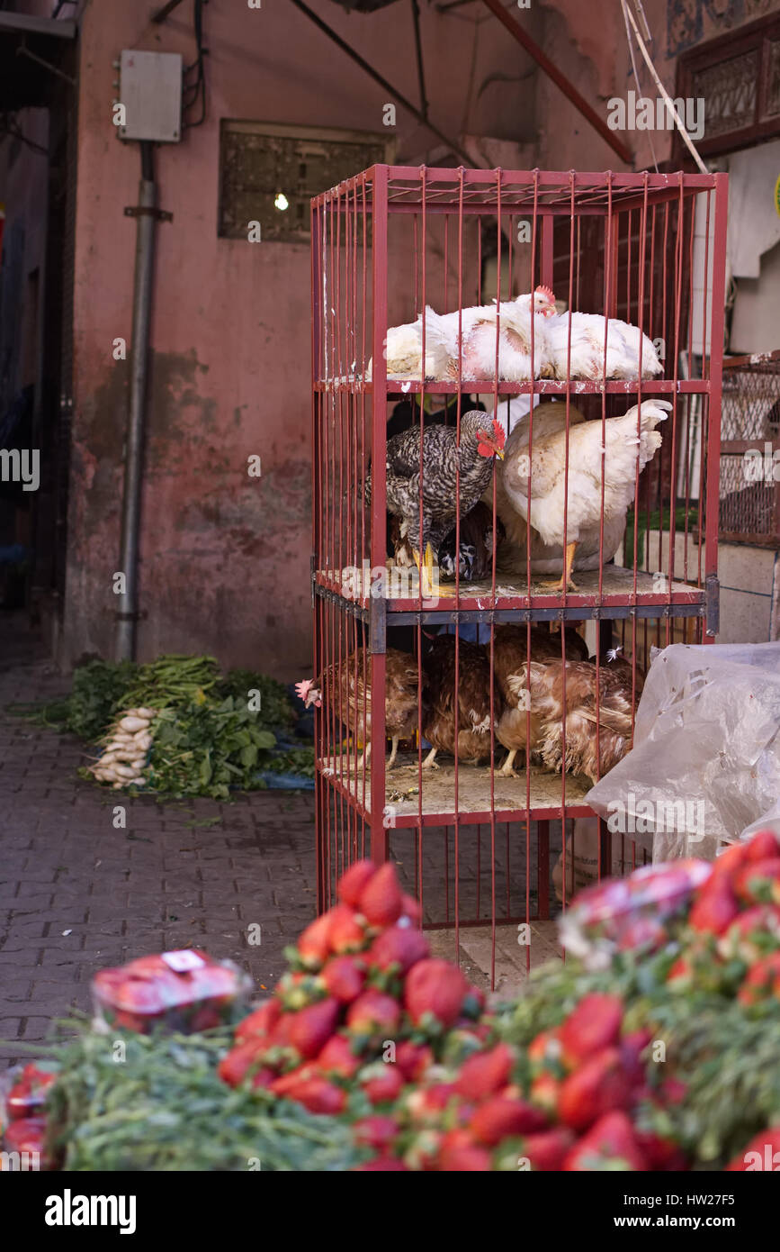Chickens in Marrakech souk Stock Photo - Alamy