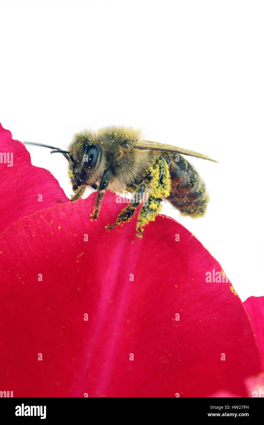 The bee who has been stuck round by pollen. The white background is ...