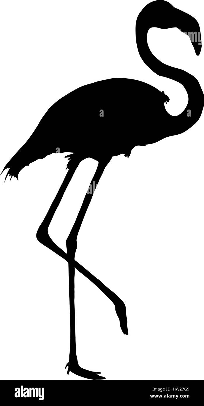 Silhouette of a standing flamingo lifting one leg Stock Vector Image ...