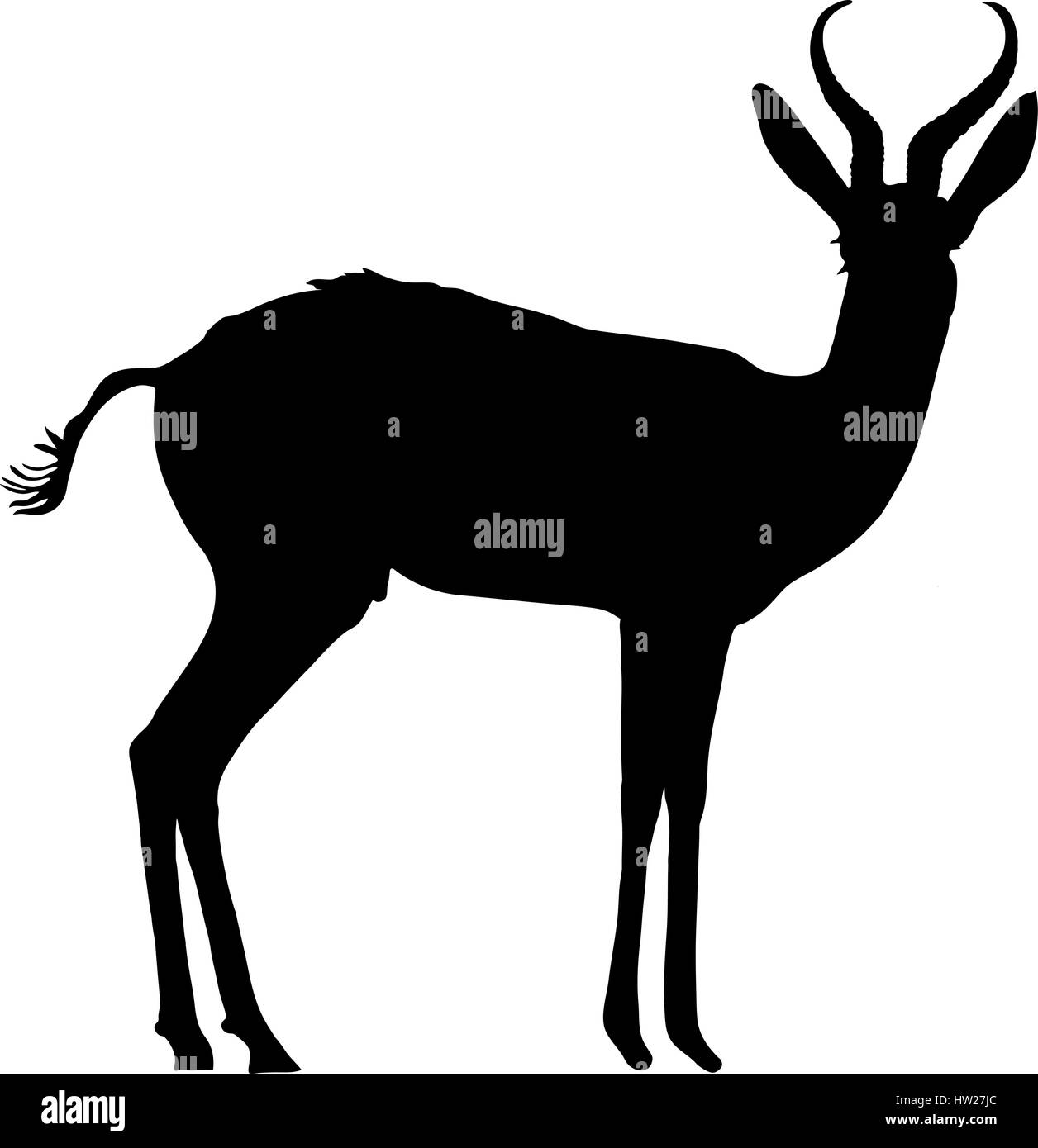 Springbok Cut Out Stock Images & Pictures - Alamy