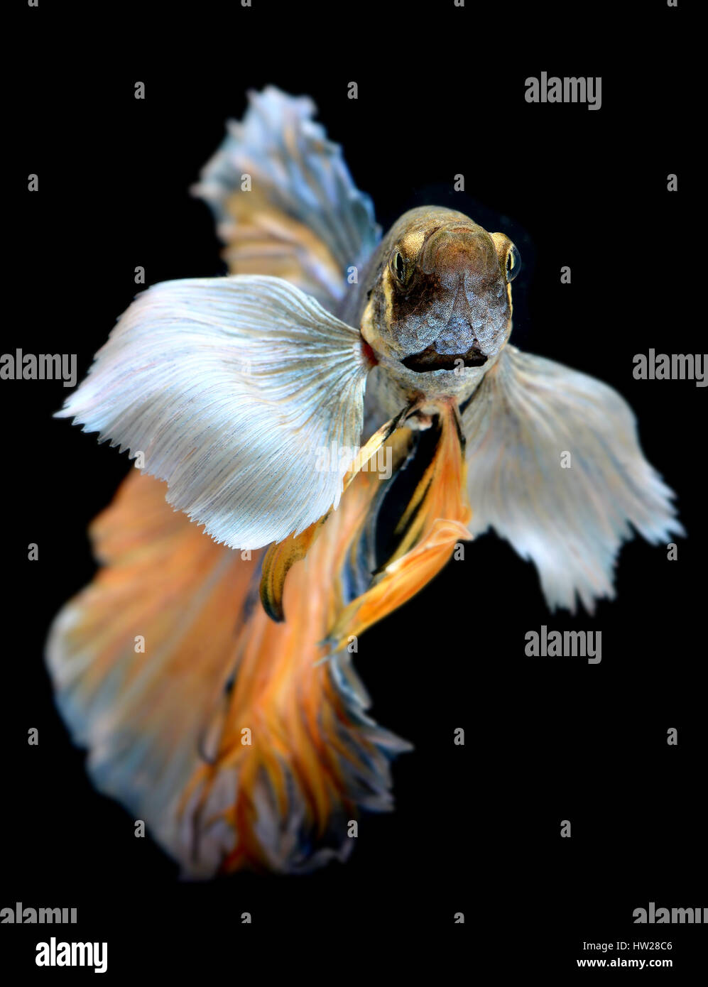 Betta fish in freedom action and show the beautiful fins tail photo in ...
