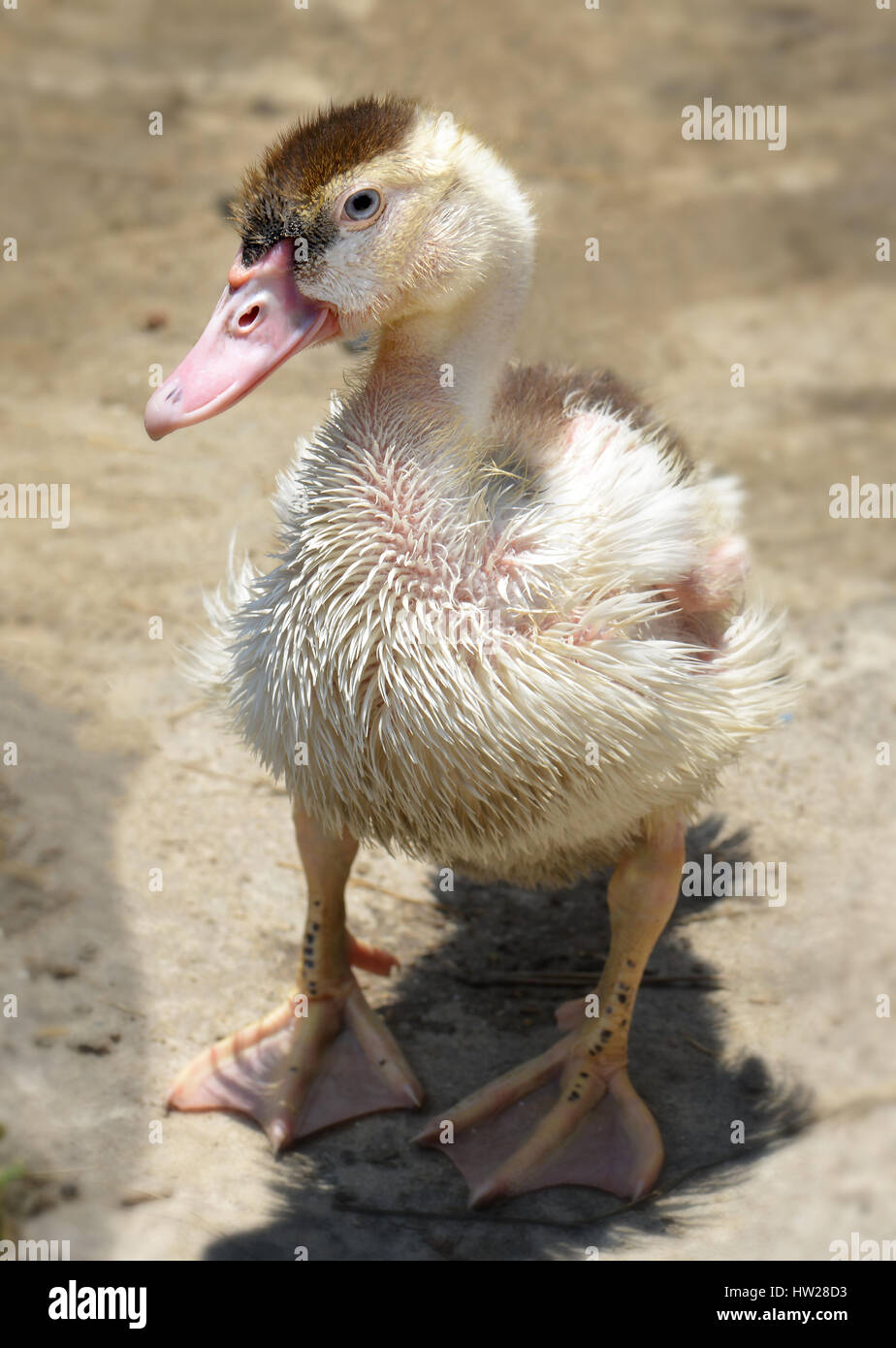 Adult and young Barbary duck in small agriculture farm photo with ...