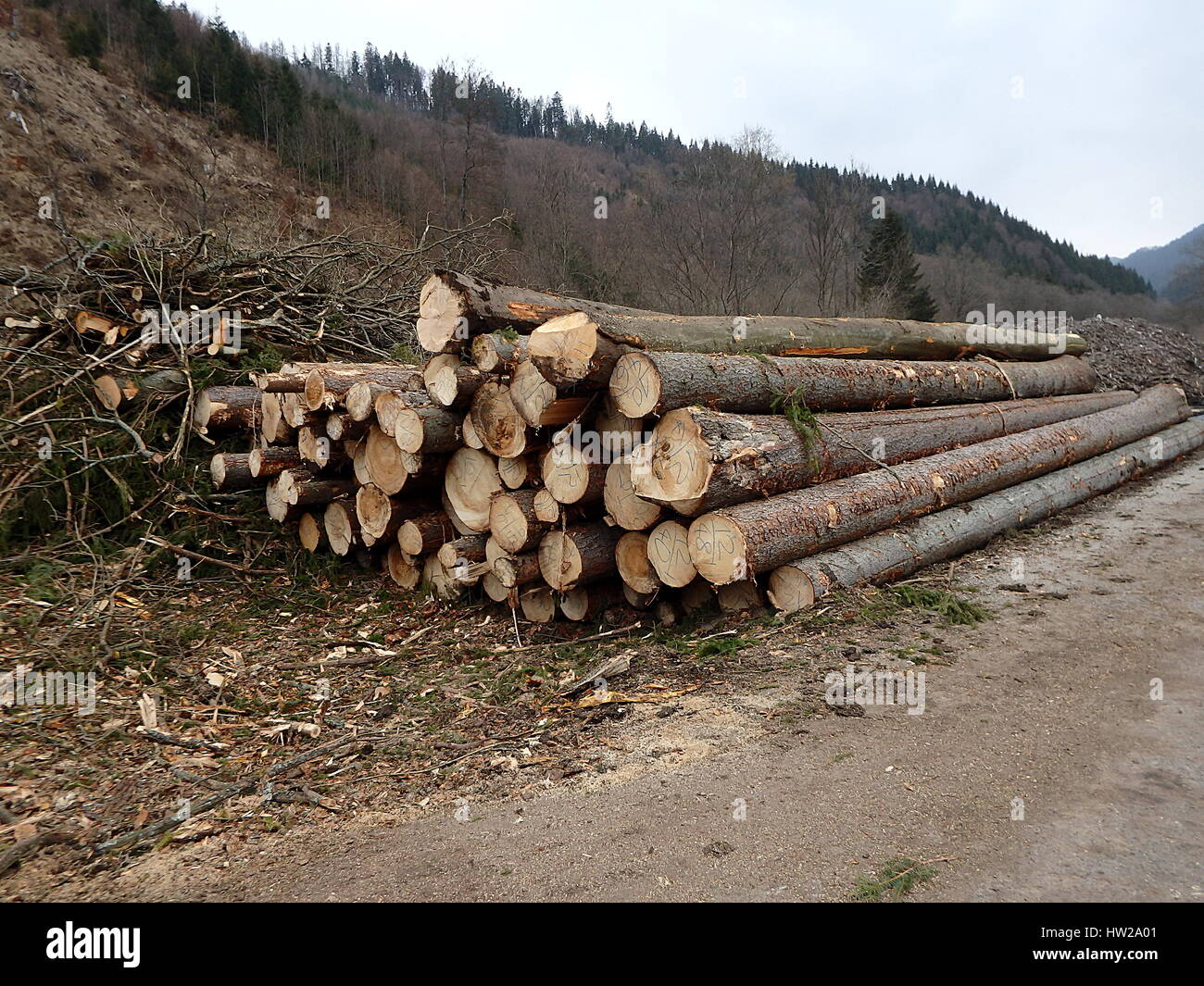 many felled tree trunks, wood warehouse Stock Photo - Alamy