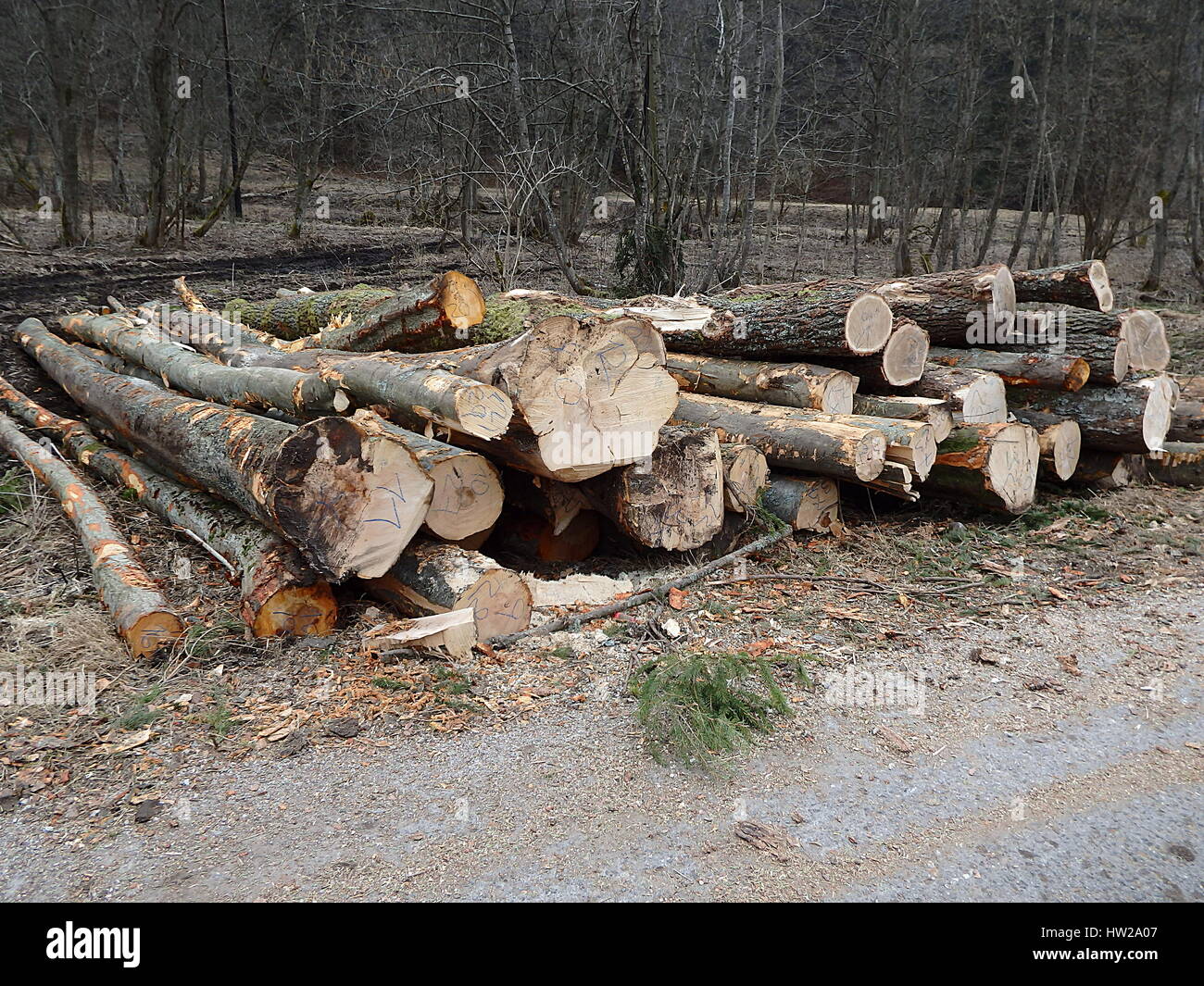 many felled tree trunks, wood warehouse Stock Photo - Alamy