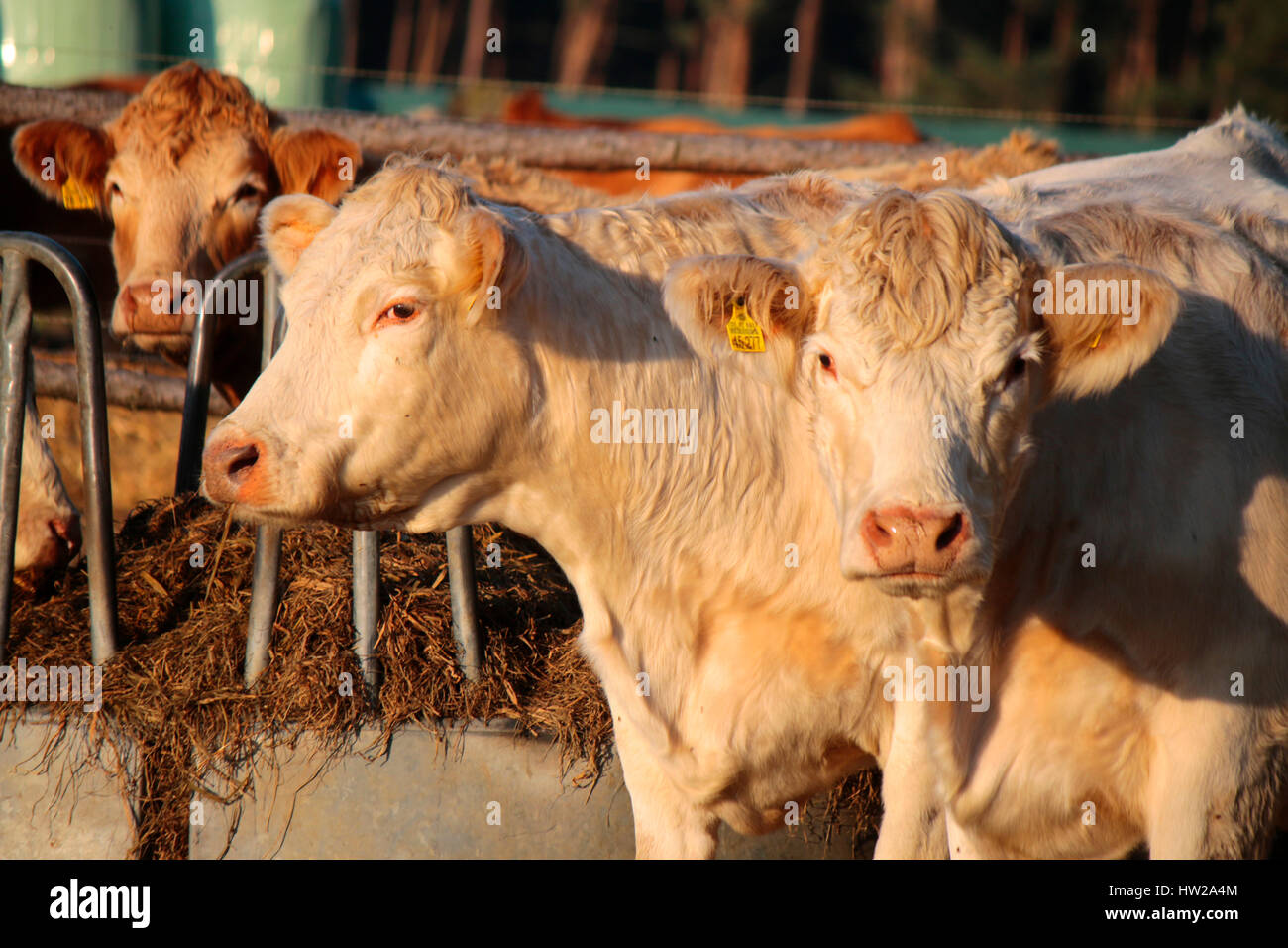 Rindvieh/ Kuh, Berlin Stock Photo - Alamy