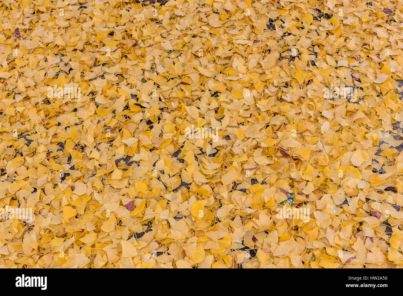autumn leaves on the floor Stock Photo - Alamy