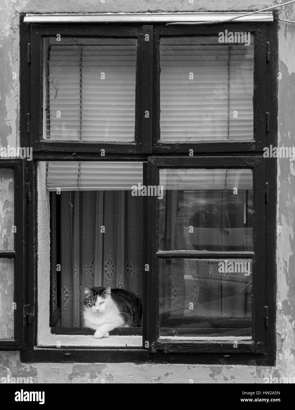 lonely cat sitting on the window Stock Photo - Alamy