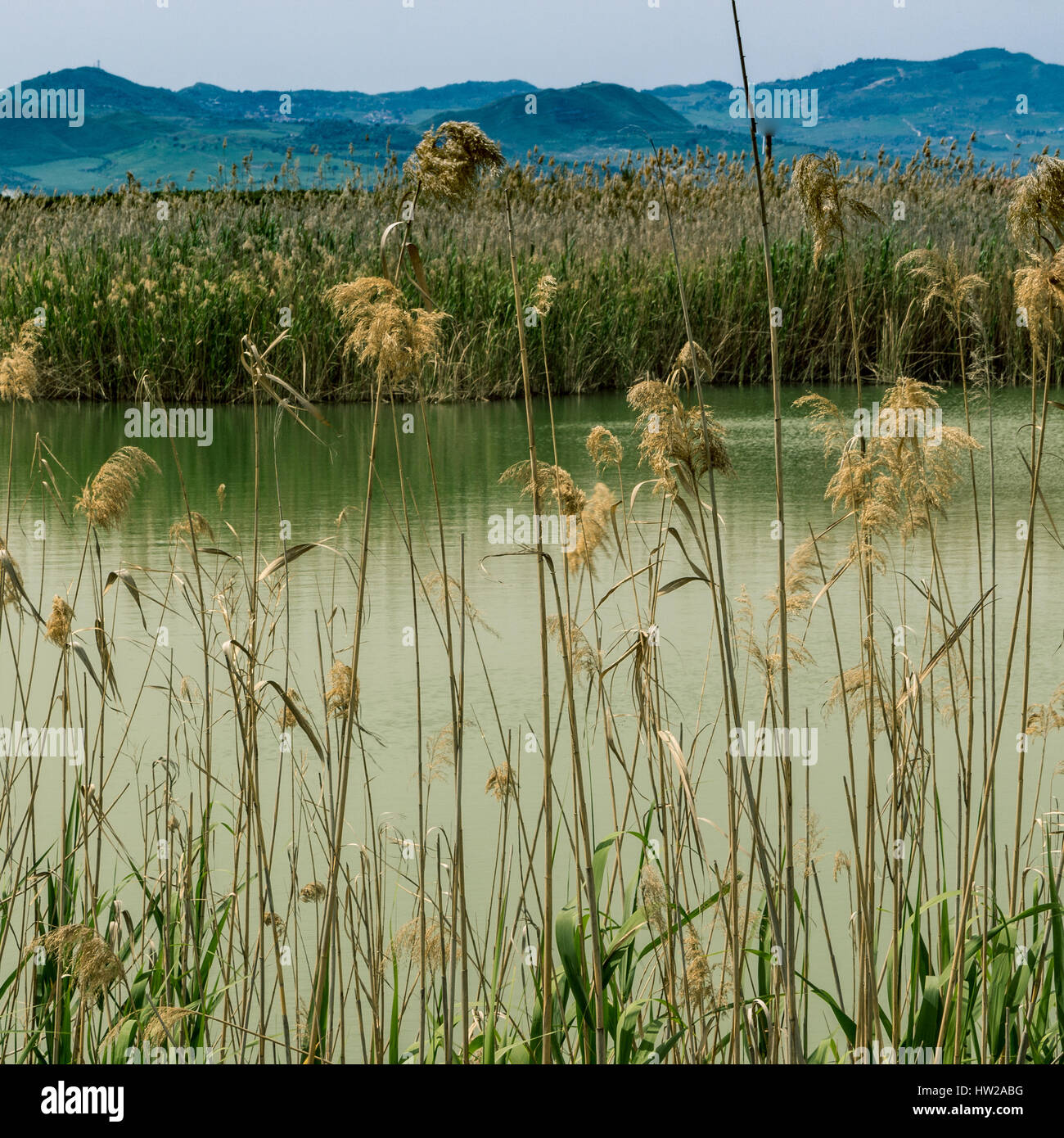 Illuminated reeds hi-res stock photography and images - Alamy