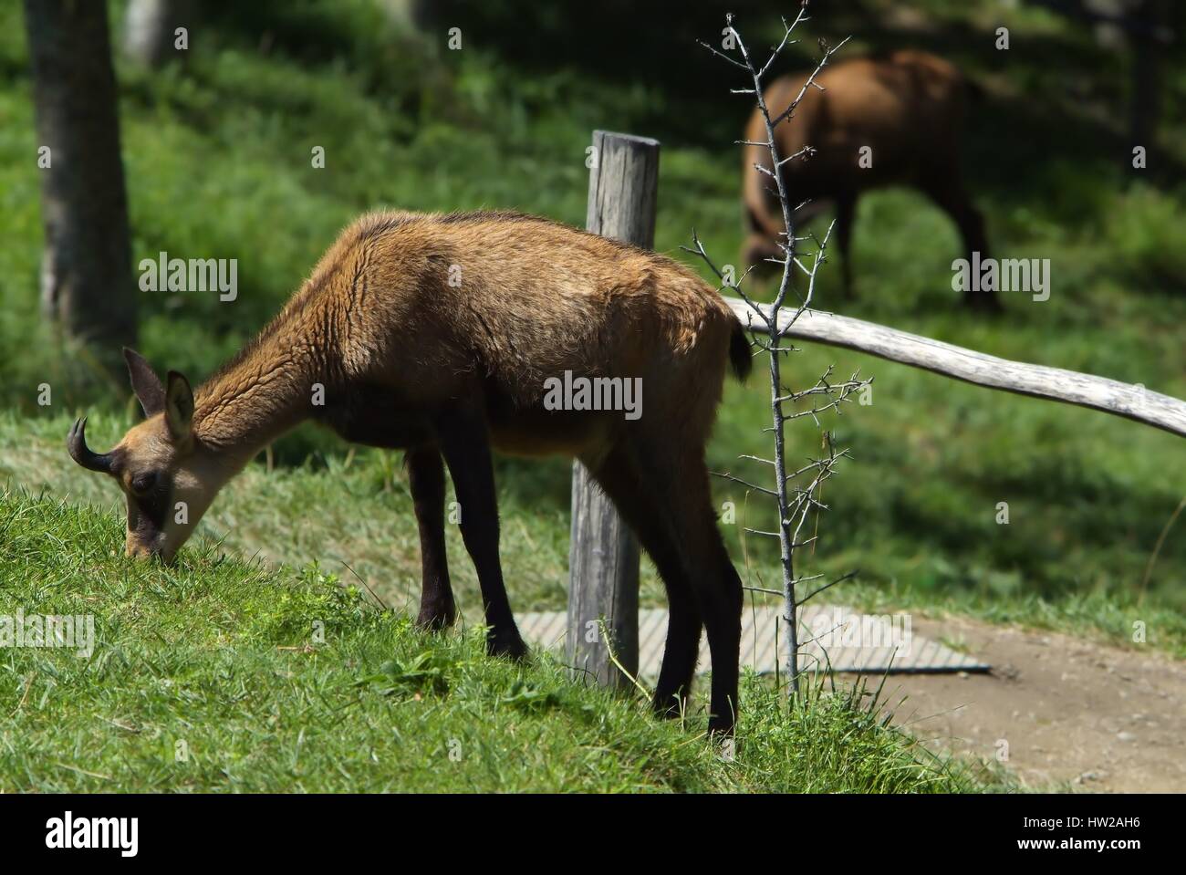 red deer and roe deer breeding in air museum, in italy Stock Photo - Alamy