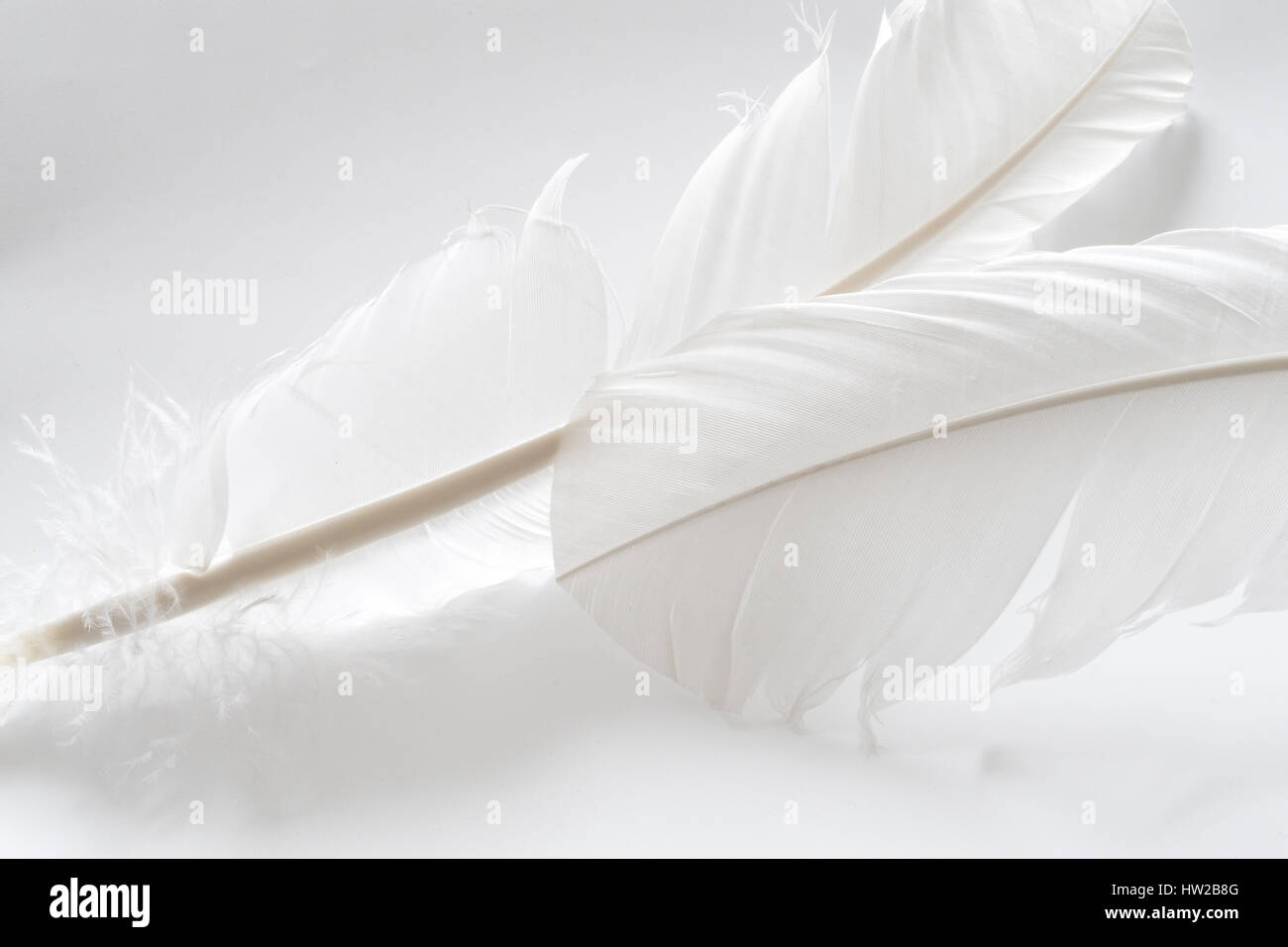 Feather Still Life Stock Photo - Alamy