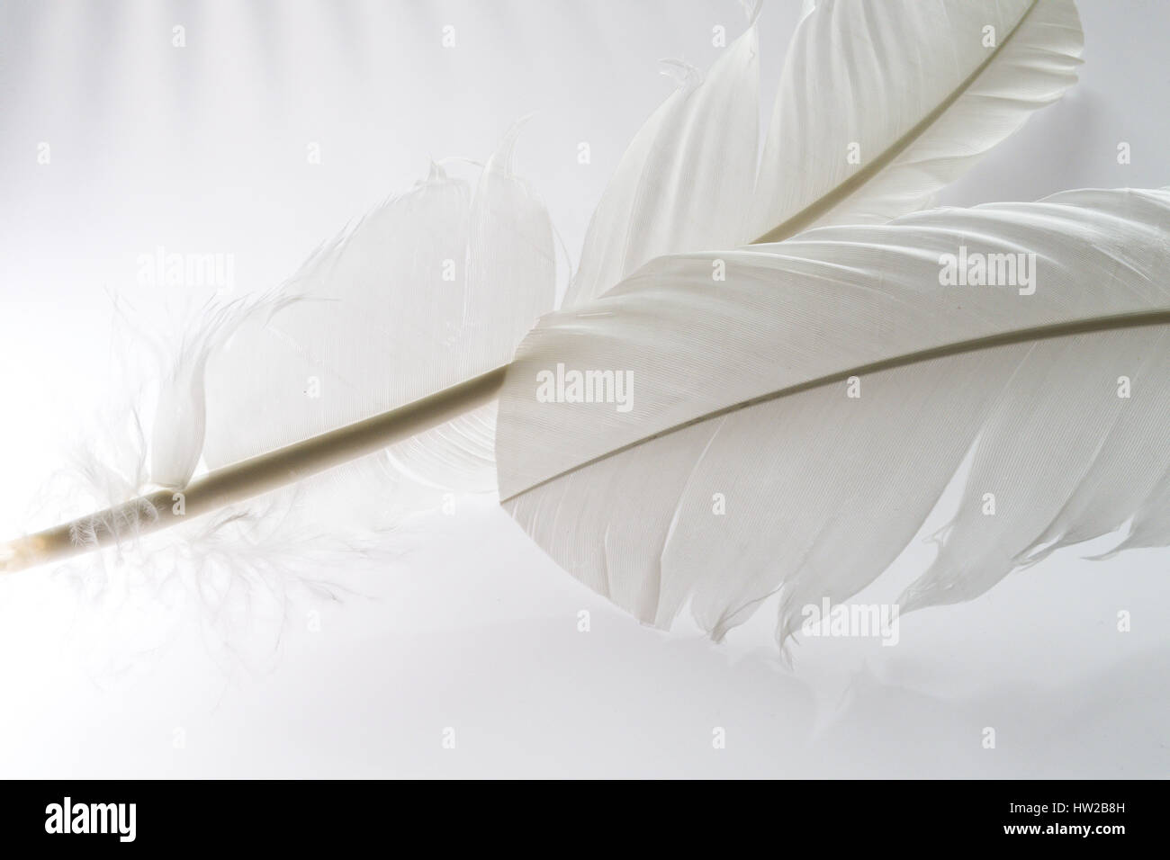 Feather Still Life Stock Photo - Alamy