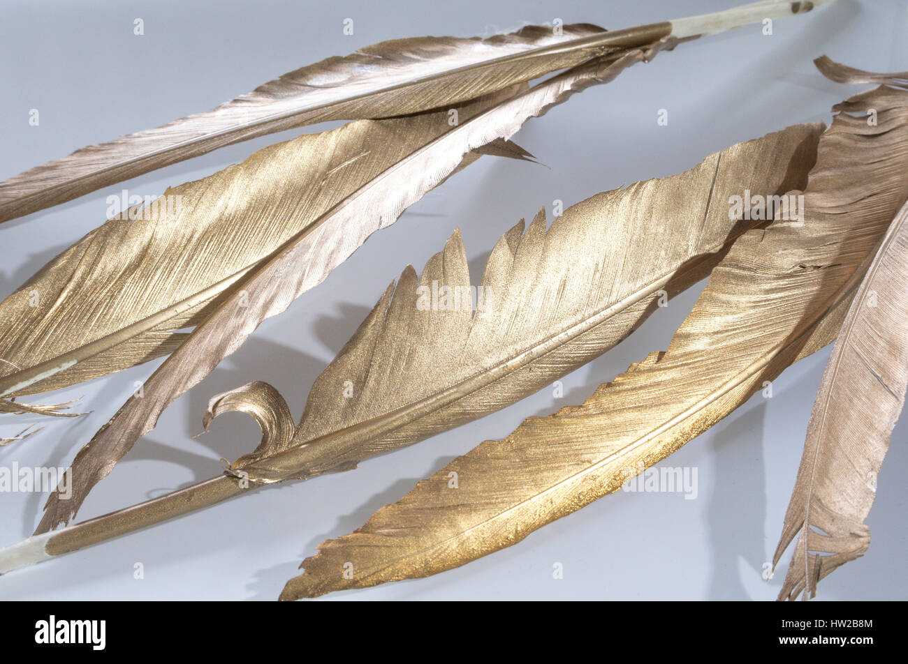 Feather Still Life Stock Photo - Alamy