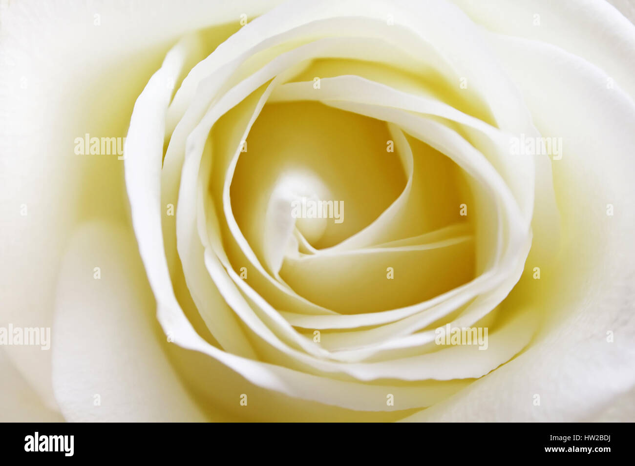 Close up view of a beautiful white rose. Macro image of white rose ...