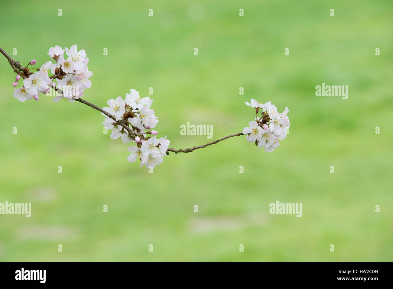 Japanese cherry tree flower hi-res stock photography and images - Alamy