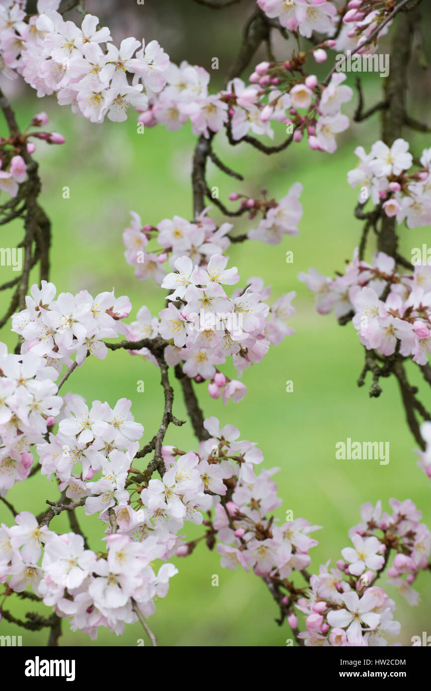 Prunus Pandora. Pandora cherry. Japanese Cherry Tree blossom in flower ...