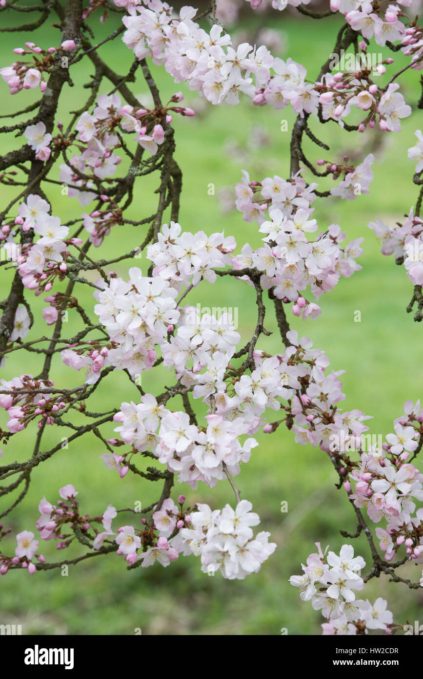 Prunus Pandora High Resolution Stock Photography and Images - Alamy