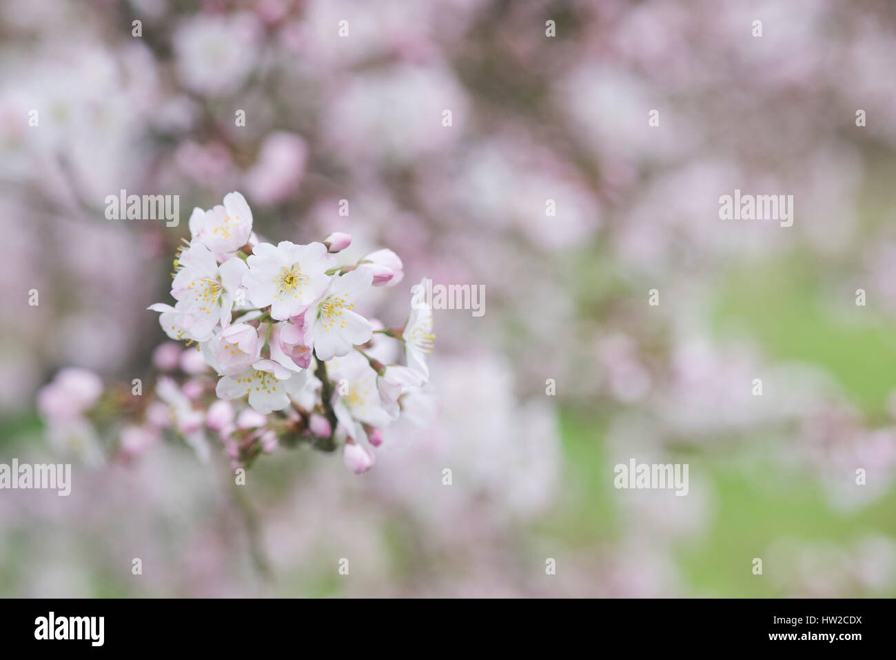 Prunus Pandora. Pandora cherry. Japanese Cherry Tree blossom in flower ...