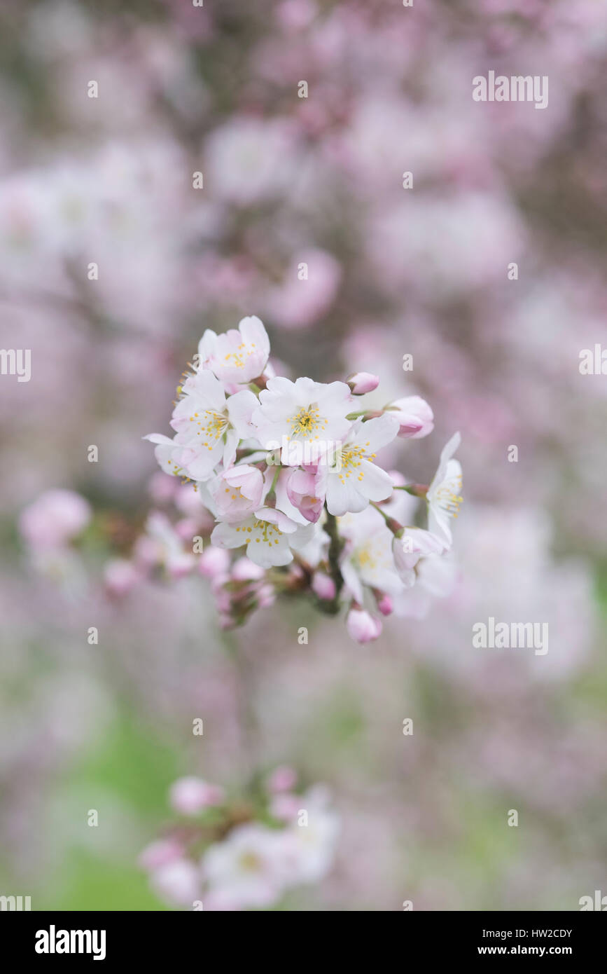 Prunus Pandora. Pandora cherry. Japanese Cherry Tree blossom in flower ...