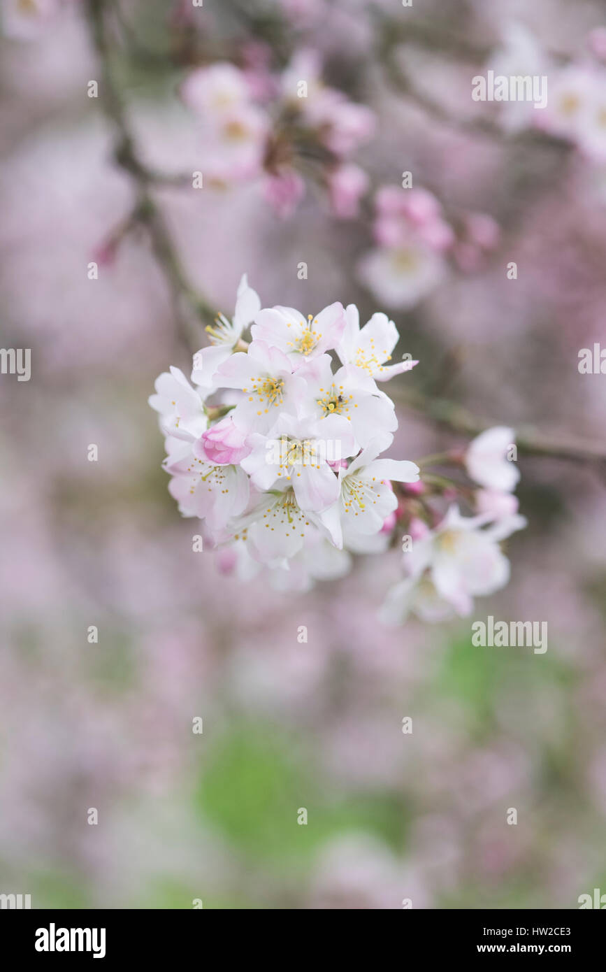 Prunus pandora hi-res stock photography and images - Alamy