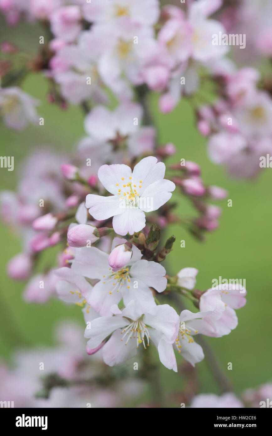 Prunus Pandora. Pandora cherry. Japanese Cherry Tree blossom in flower ...