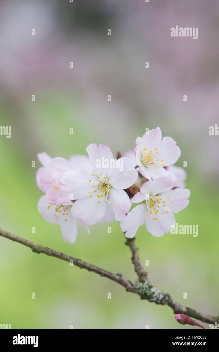 Prunus pandora hi-res stock photography and images - Alamy