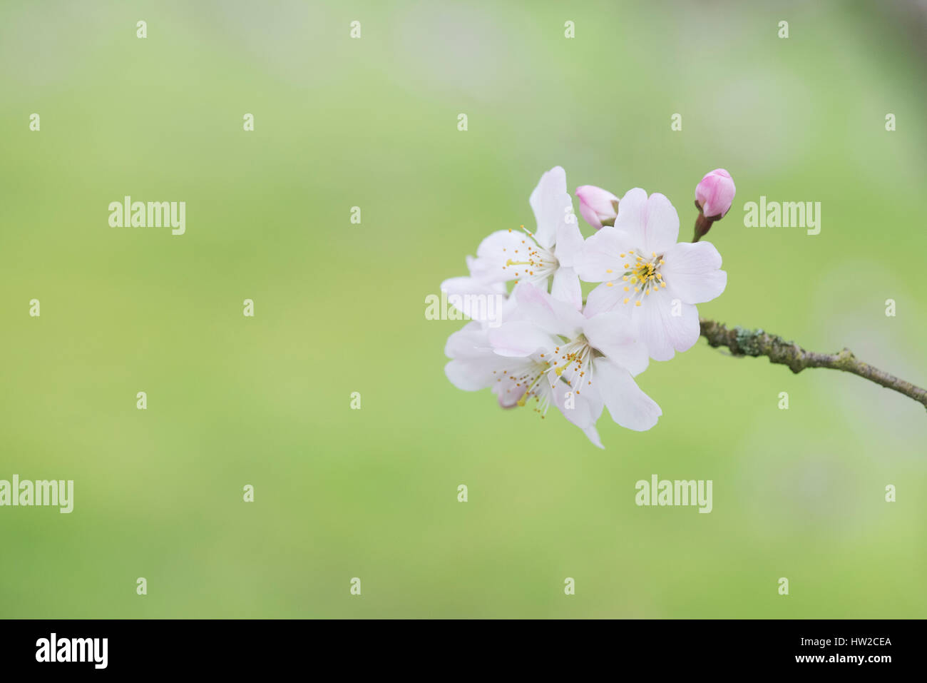 Prunus Pandora. Pandora cherry. Japanese Cherry Tree blossom in flower ...