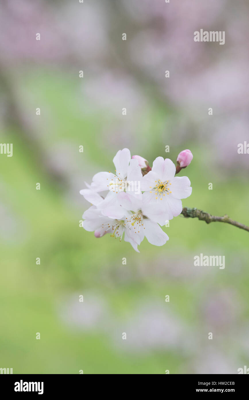 Prunus Pandora. Pandora cherry. Japanese Cherry Tree blossom in flower ...