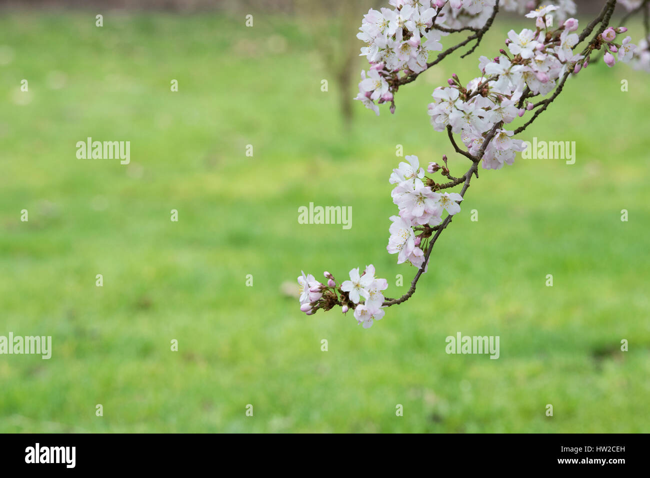 Prunus Pandora. Pandora cherry. Japanese Cherry Tree blossom in flower ...