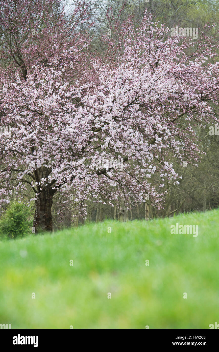 Prunus Pandora. Pandora cherry. Japanese Cherry Tree blossom in flower ...