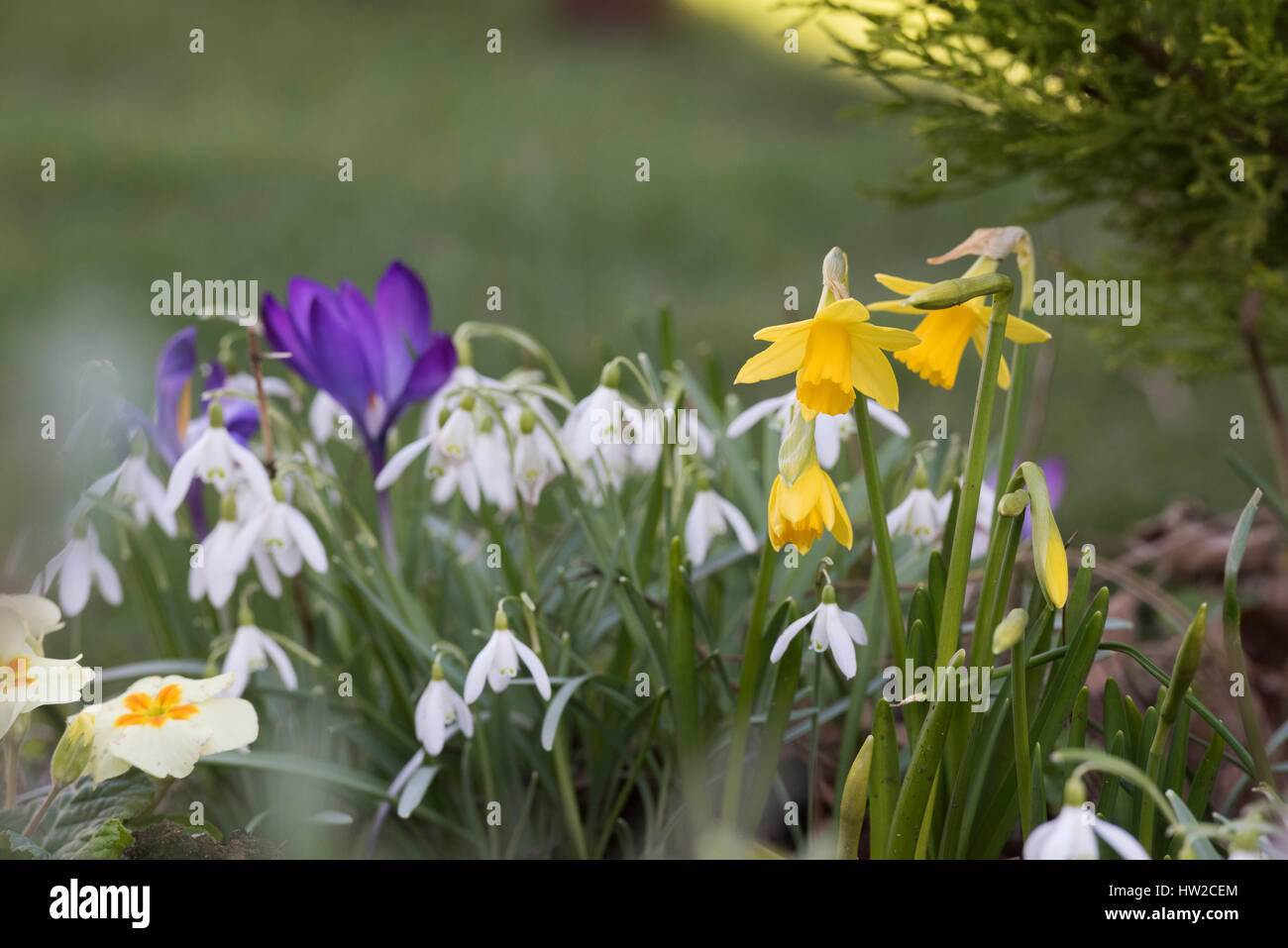 Spring flowers in a garden border in early march. Daffodils, Crocuses ...