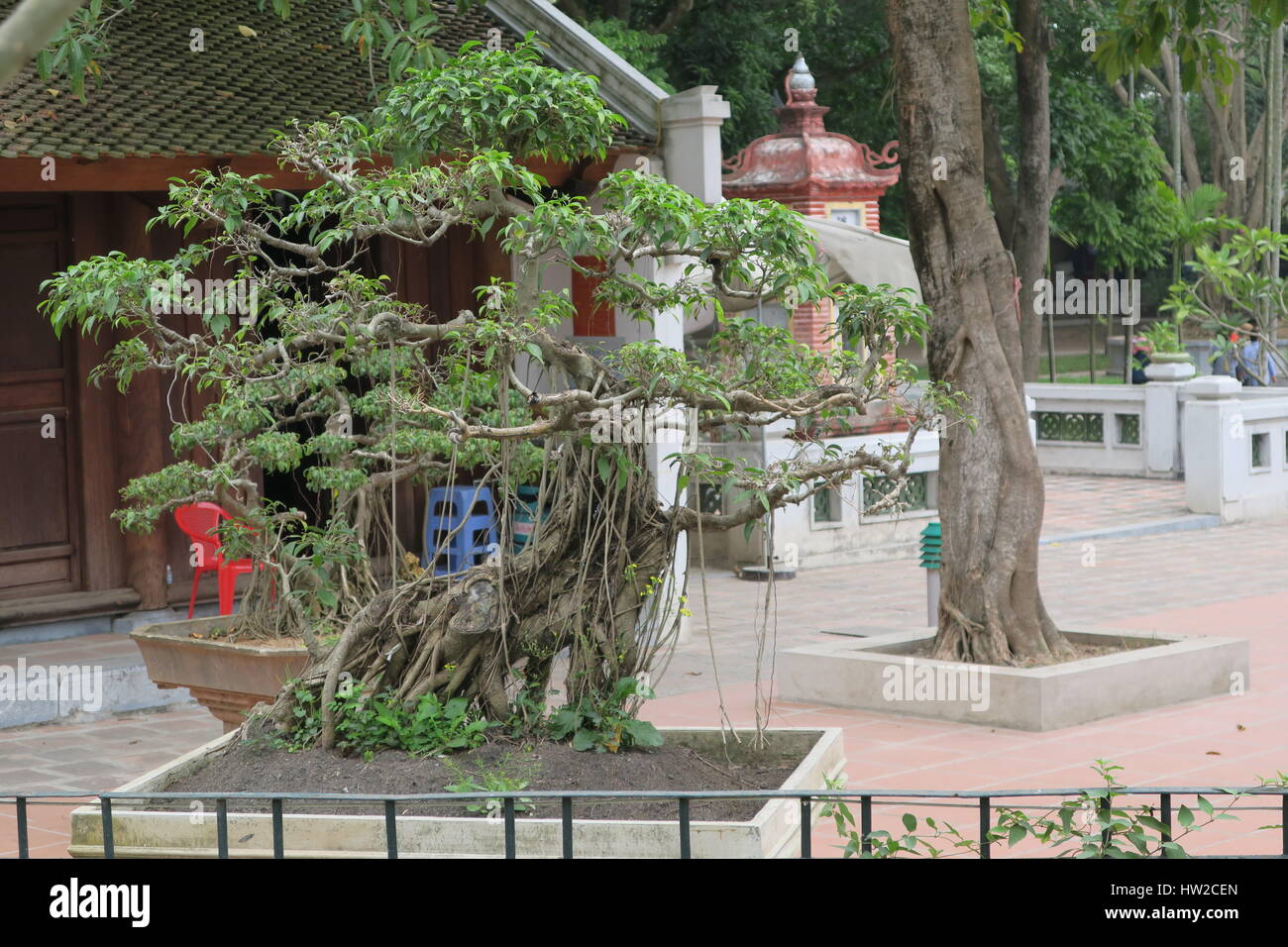Bonsai tree on a yard at the temple in Hanoi, Vietnam Stock Photo - Alamy