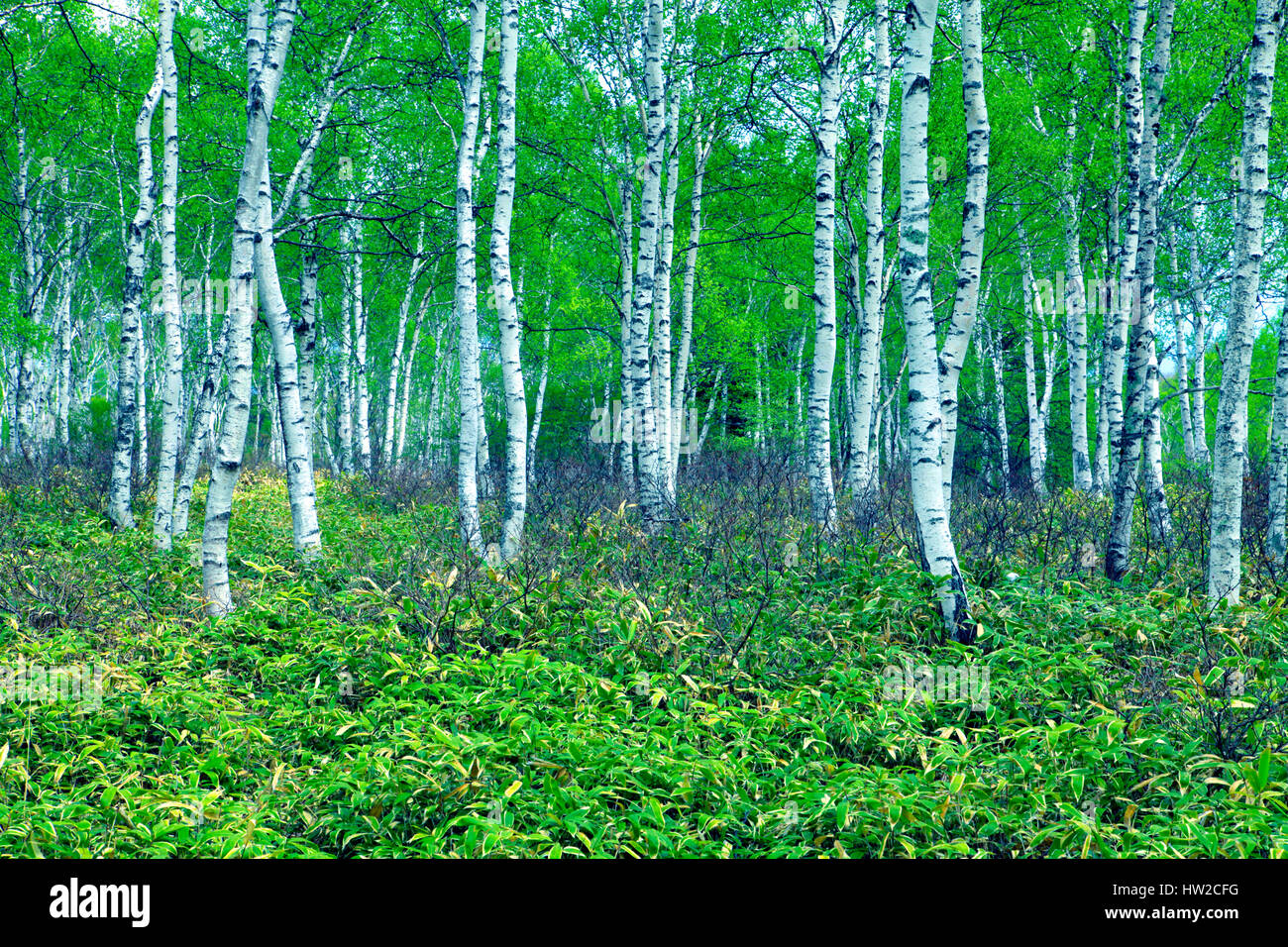 White Birch Forest in Yachiho Kogen Nagano Japan Stock Photo - Alamy