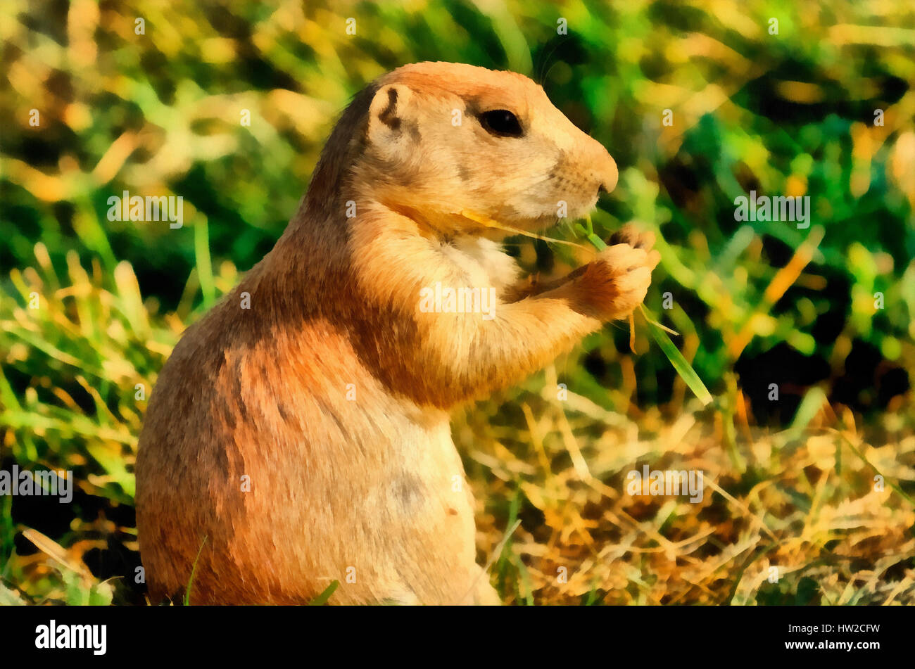 Black-Tailed Prairie Dog Stock Photo - Alamy