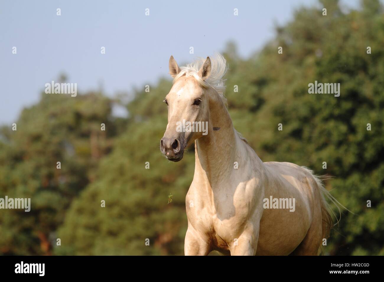 Arabian horse achal tekkiner hi-res stock photography and images - Alamy