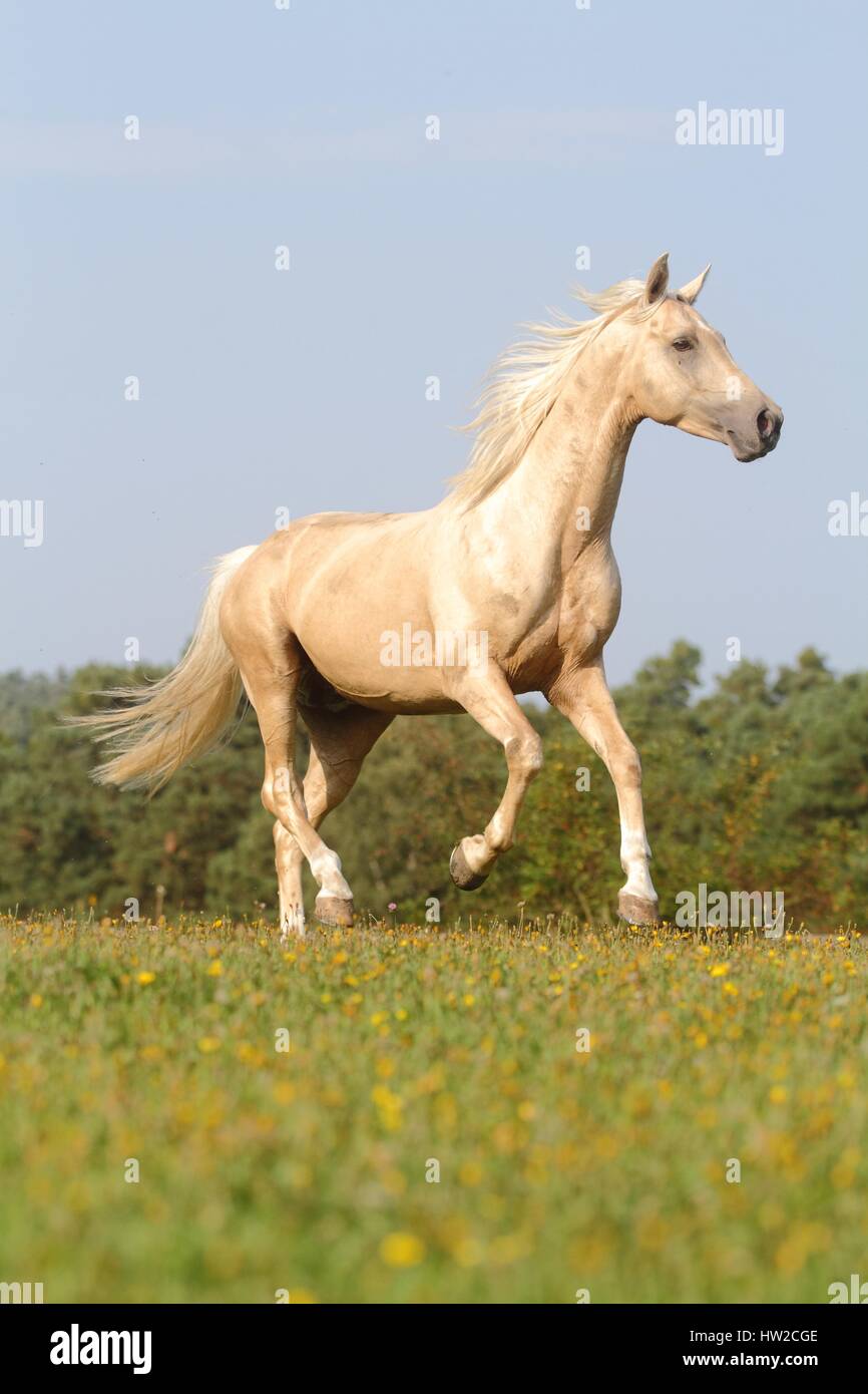 Arabian horse achal tekkiner hi-res stock photography and images - Alamy