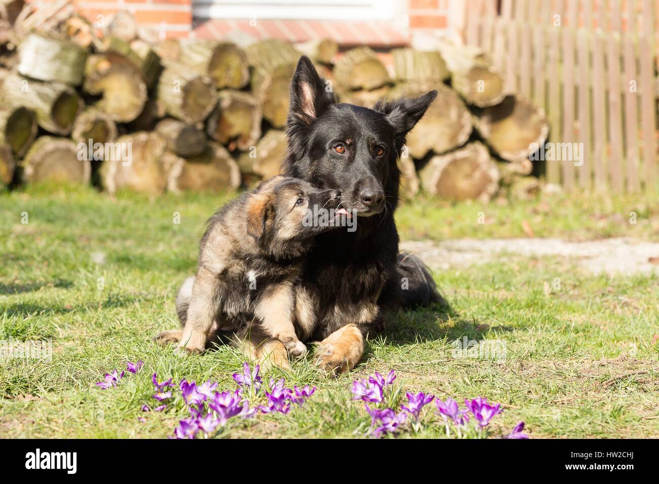 German shepherd dog puppy month hi-res stock photography and images - Alamy