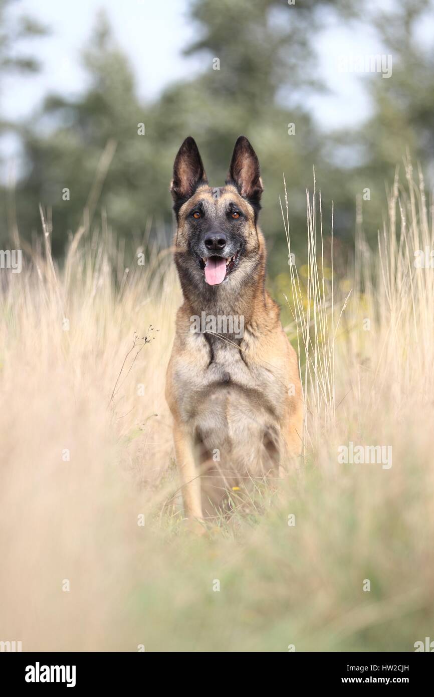 Old malinois sitting hi-res stock photography and images - Alamy