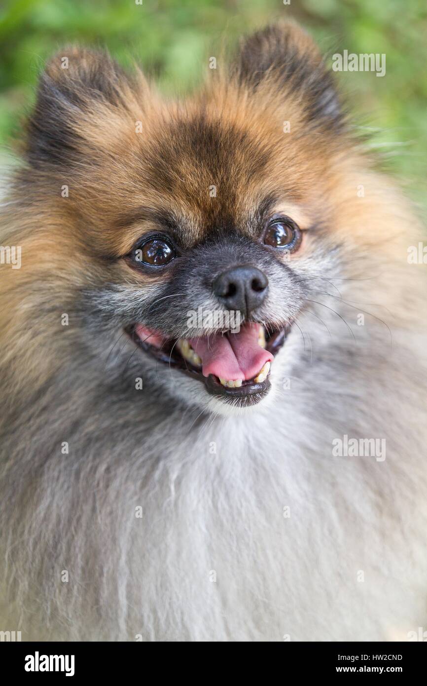 Pomeranian portrait adult male 1 hi-res stock photography and images ...