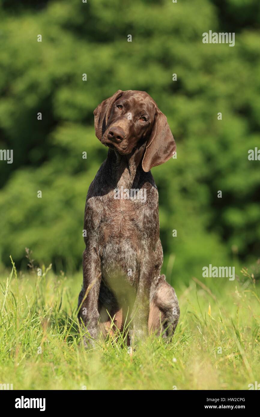 young German shorthaired Pointer Stock Photo - Alamy