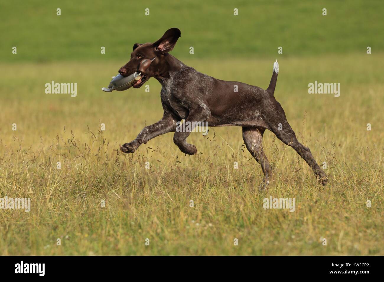 young German shorthaired Pointer at work Stock Photo - Alamy