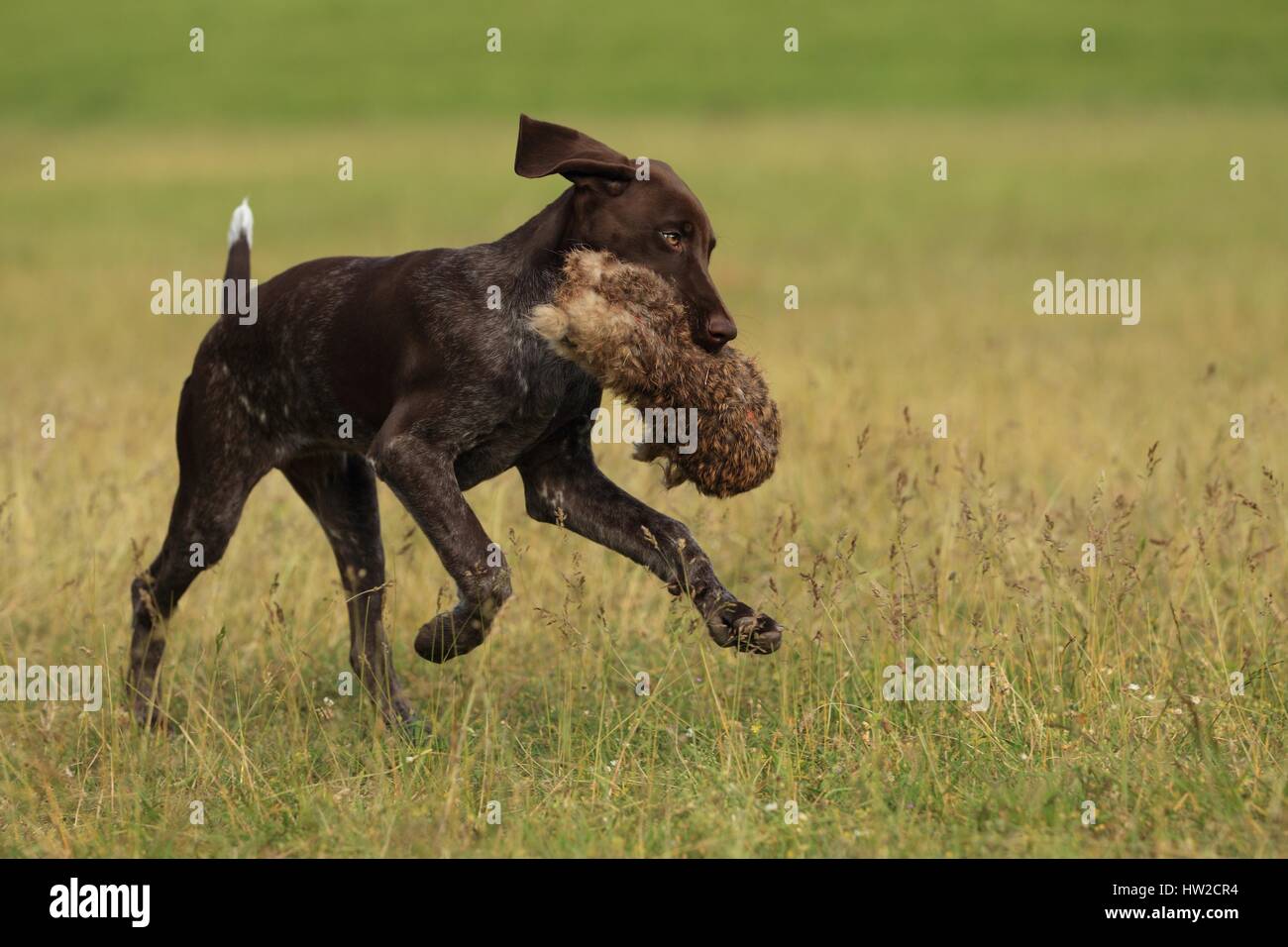 young German shorthaired Pointer at work Stock Photo - Alamy