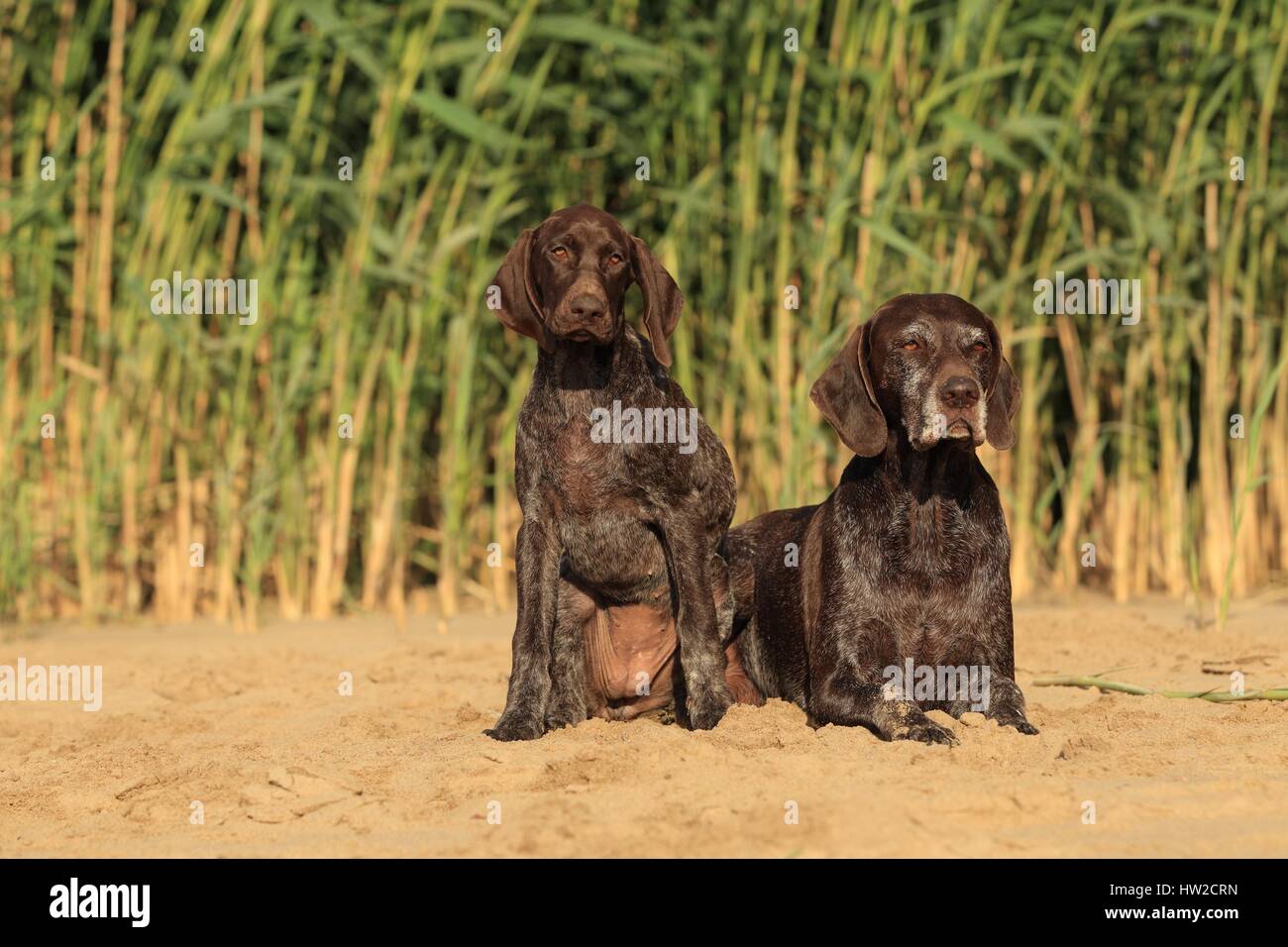 2 German shorthaired Pointer Stock Photo - Alamy