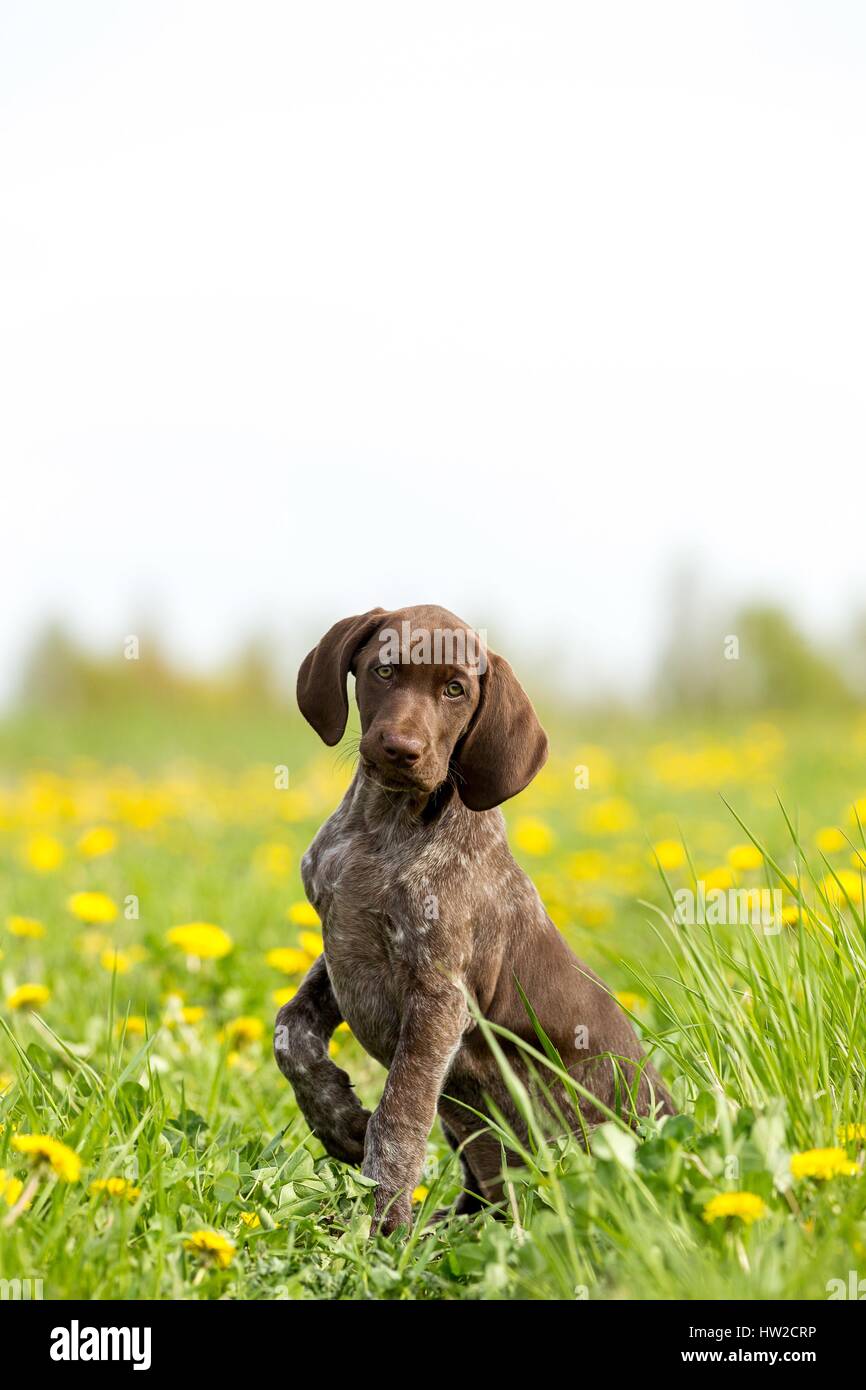 German shorthaired Pointer Puppy Stock Photo - Alamy