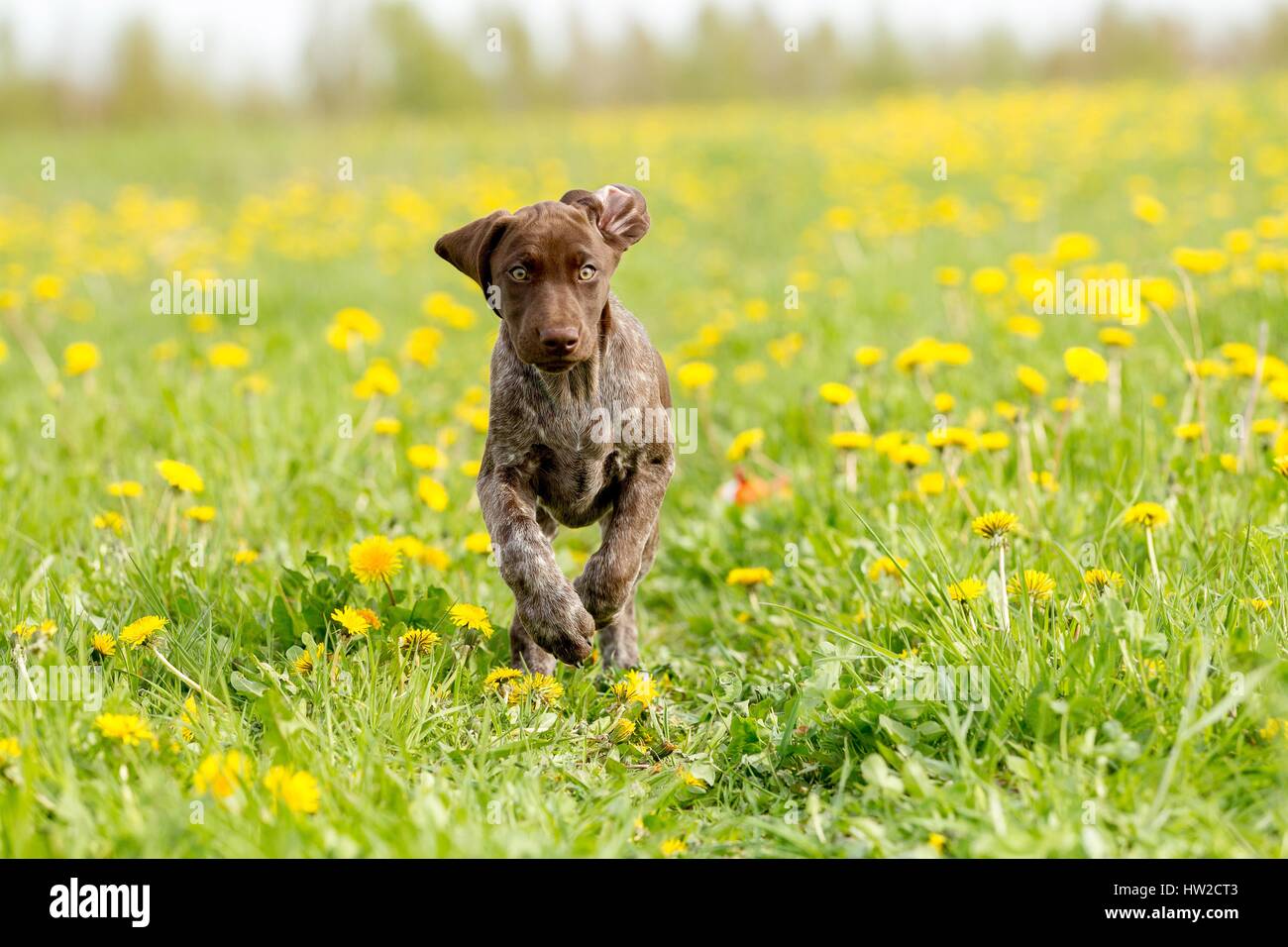 German shorthaired Pointer Puppy Stock Photo - Alamy